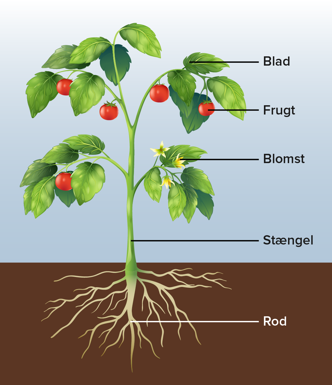 Planters opbygning – et undervisningsmateriale til naturteknologi ...